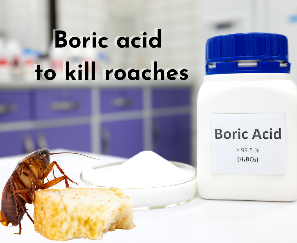 Boric Acid For Cockroaches How Boric Acid Works On Roaches