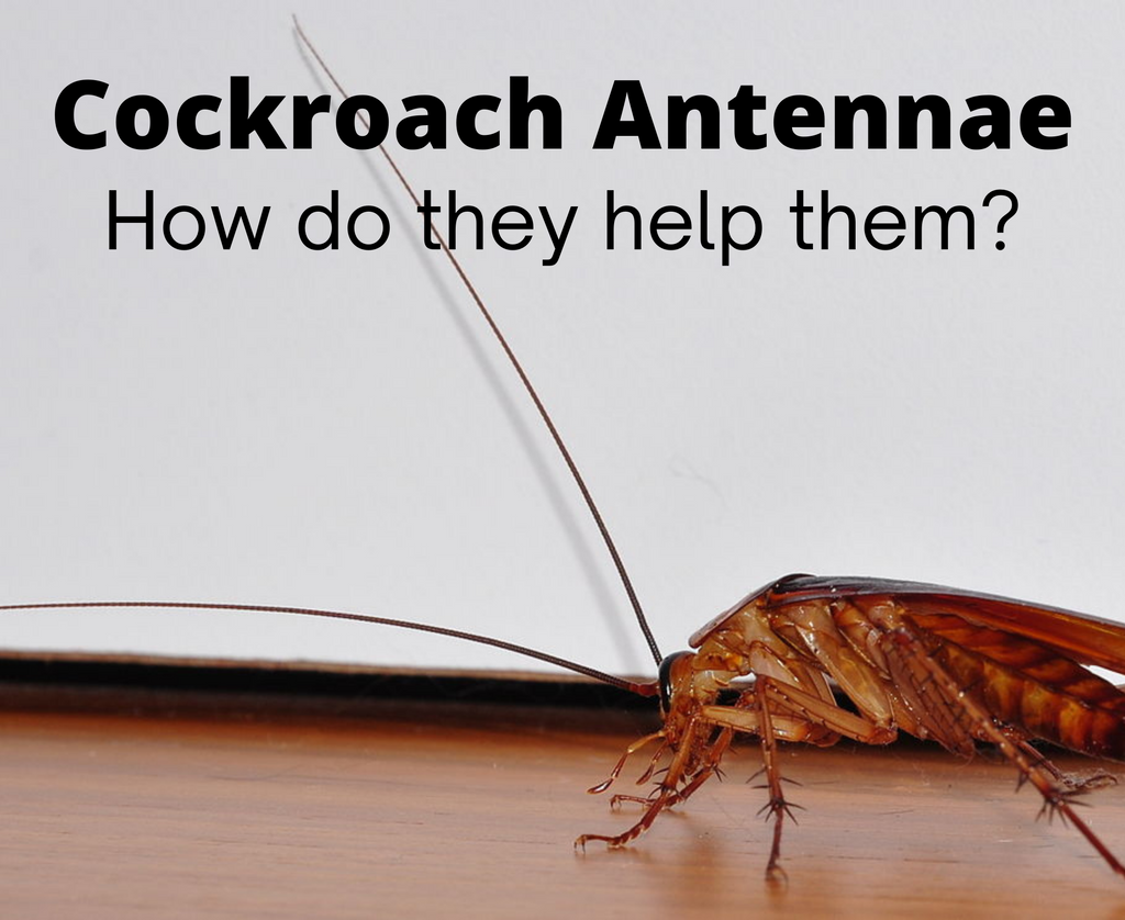 Do cockroaches use whiskers to move?