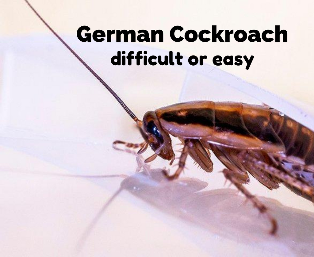 Is germen cockroach dangerous? How to terminate them?