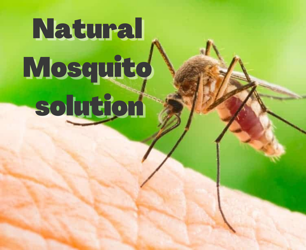 Natural mosquito repellent – way to keep nuisance at bay